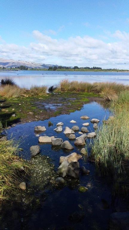 Avon Heathcote Estuary Ihutai Trust - Christchurch Envirohub